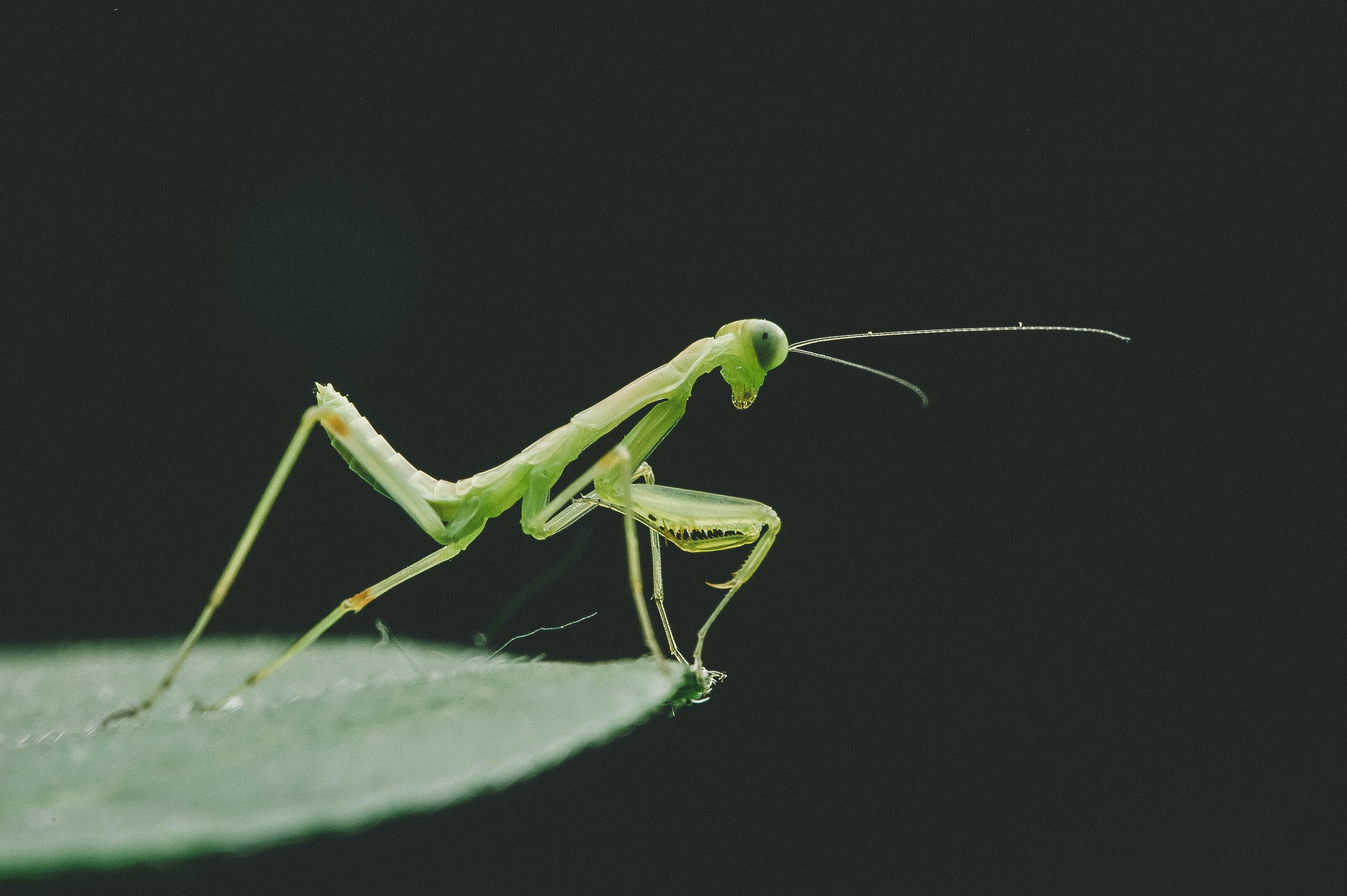 The Mysterious World of the Mantis – Readingdom